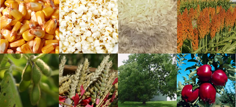 Journal of Genetics Genomics and Plant Breeding